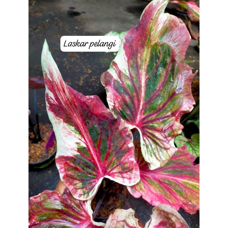 Jual bunga caladium 205-335 1kg | Shopee Indonesia