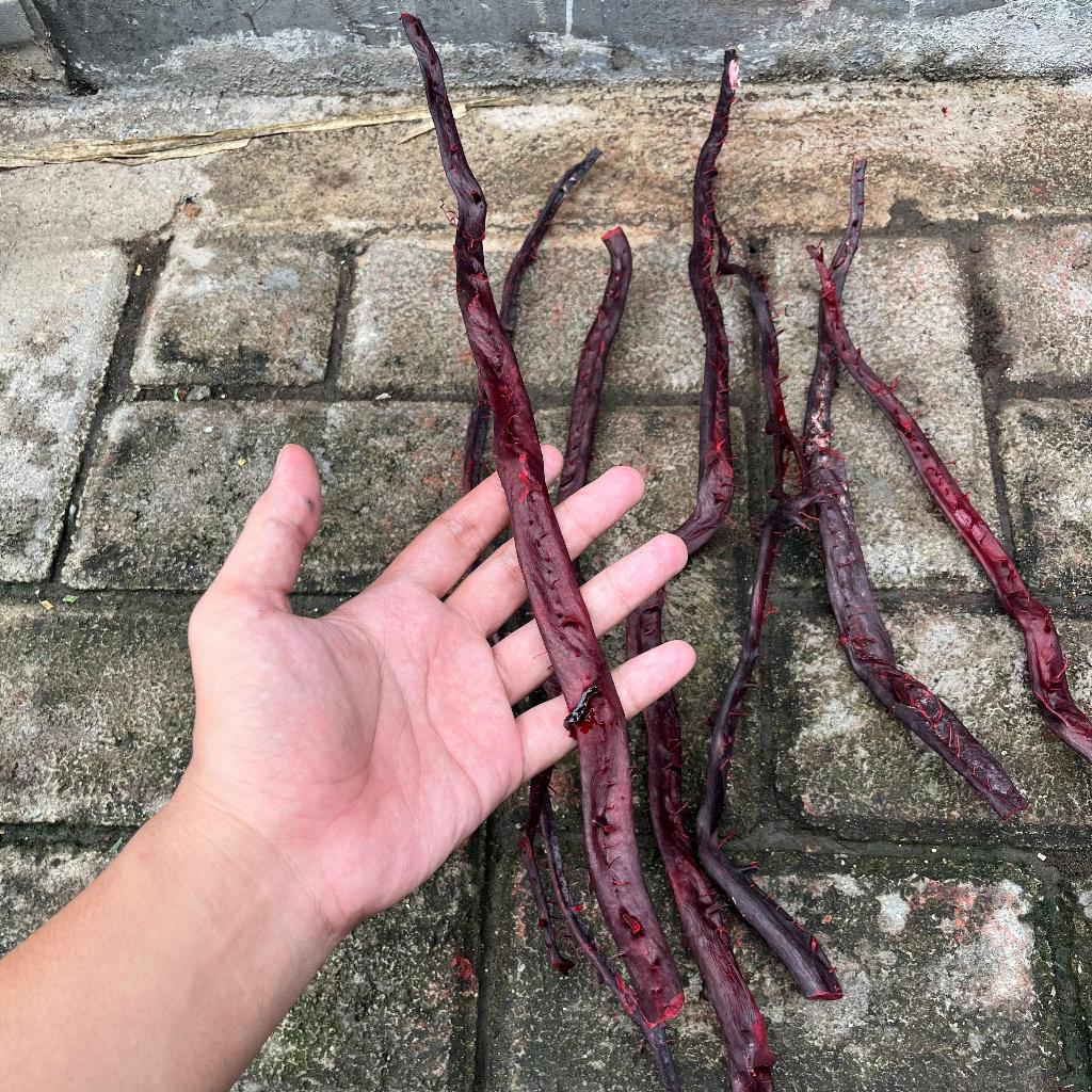 Jual MT - Bahan Akar Bahar Merah Size Telunjuk Tembus Cahaya | Shopee ...