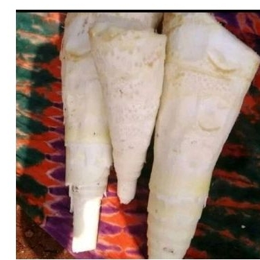 Jual REBUNG BAMBU MUDA 1 KG | Shopee Indonesia