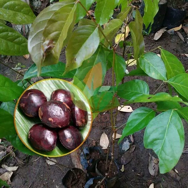 Jual Bibit Tanaman Jengkol - Pohon Jengkol Unggul Cepat Berbuah ...