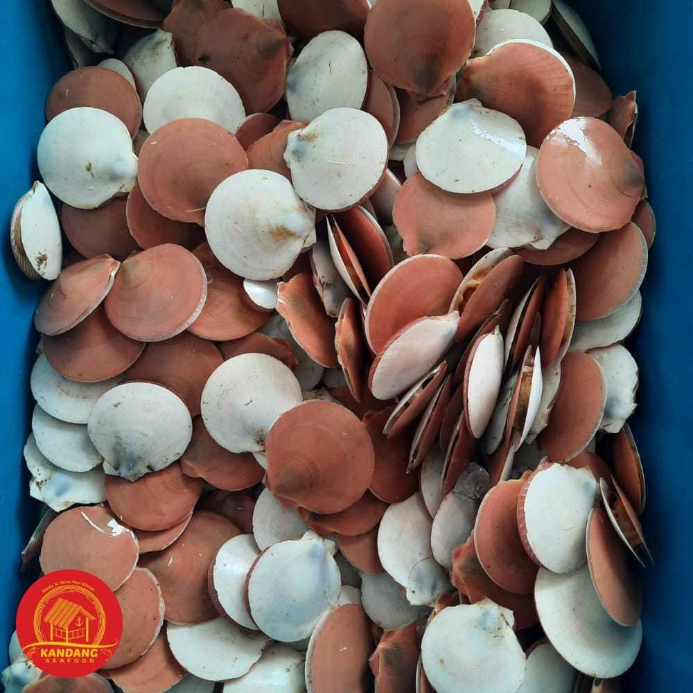 Jual Kerang Simping Scallop Fresh Segar | Shopee Indonesia
