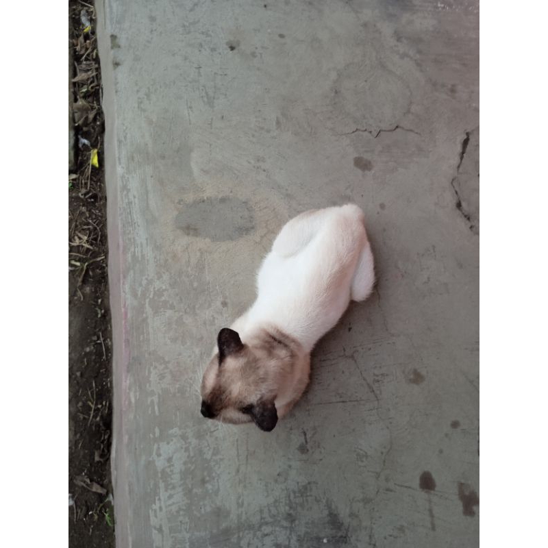 Jual kucing lucu jenis langka bermata sipit | Shopee Indonesia