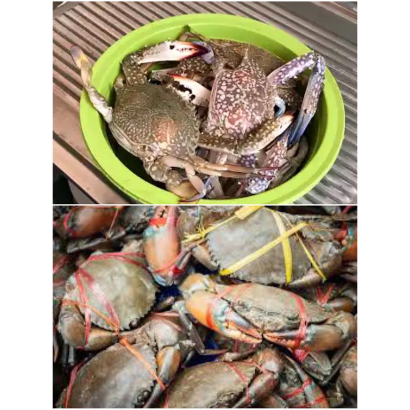 Jual Kepiting rajungan 1kg | Shopee Indonesia