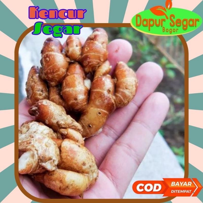 Jual Kencur cikur 1kg segar | Shopee Indonesia