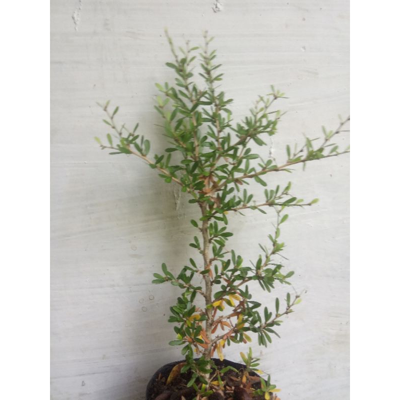 Jual Bibit Bonsai Saeng Simbur Mikro Vietnam Bunga Ungu Shopee Indonesia