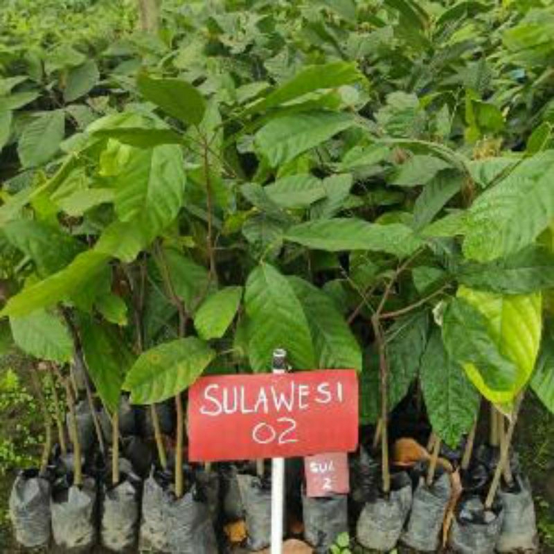 Jual Bibit Kakao/Coklat Klon Sulawesi 02. Asli tanaman (Okulasi) cepat ...