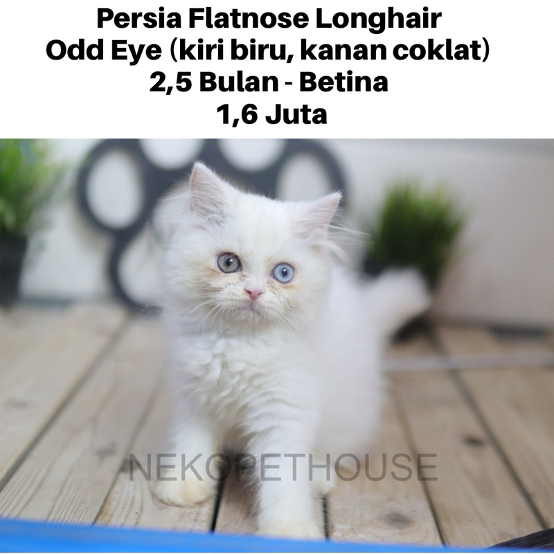 Jual Persia Longhair Odd Eye Kucing Persia Kitten | Shopee Indonesia