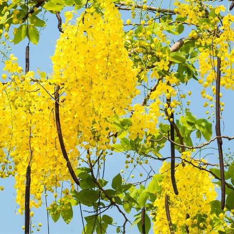 Jual Seed Center Bibit Benih Bunga Cassia Fistula Tengguli Trengguli (5 ...