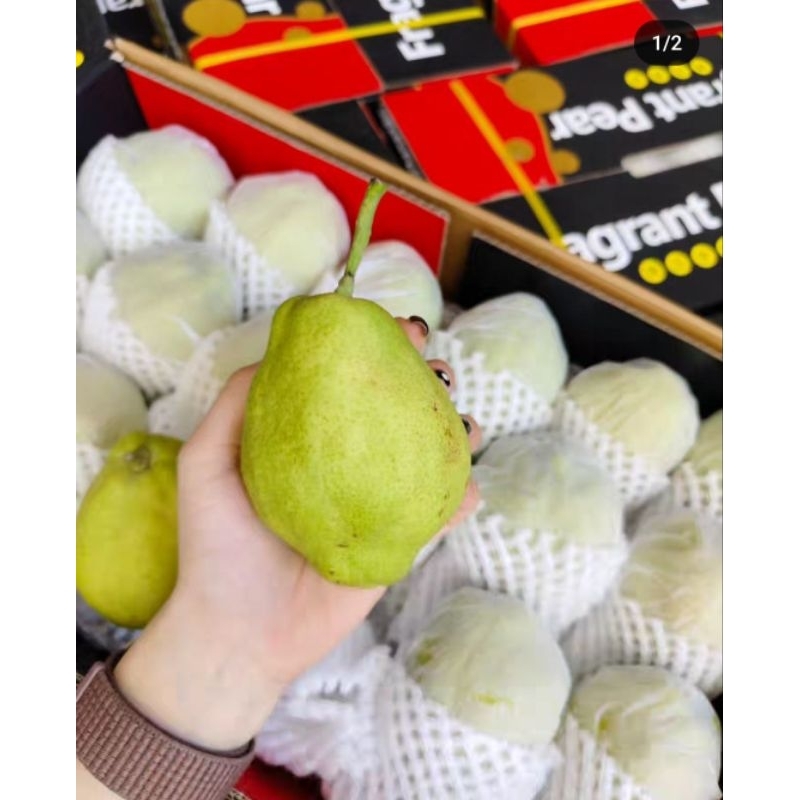 Jual Pear Xiang Lie 1 dus | Shopee Indonesia