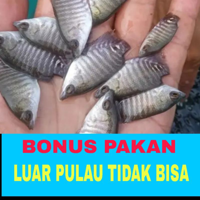 Jual benih gurami KONSOMSI isi 10 bonus pakan bergaransi | Shopee Indonesia
