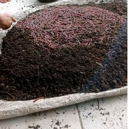 Jual Cacing Tanah Anc 1kg, 500gram, 250gram, pakan burung kicau, umpan ...