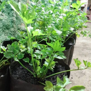 Jual Daun Sop Terlengkap & Harga Terbaru Juni 2024 | Shopee Indonesia