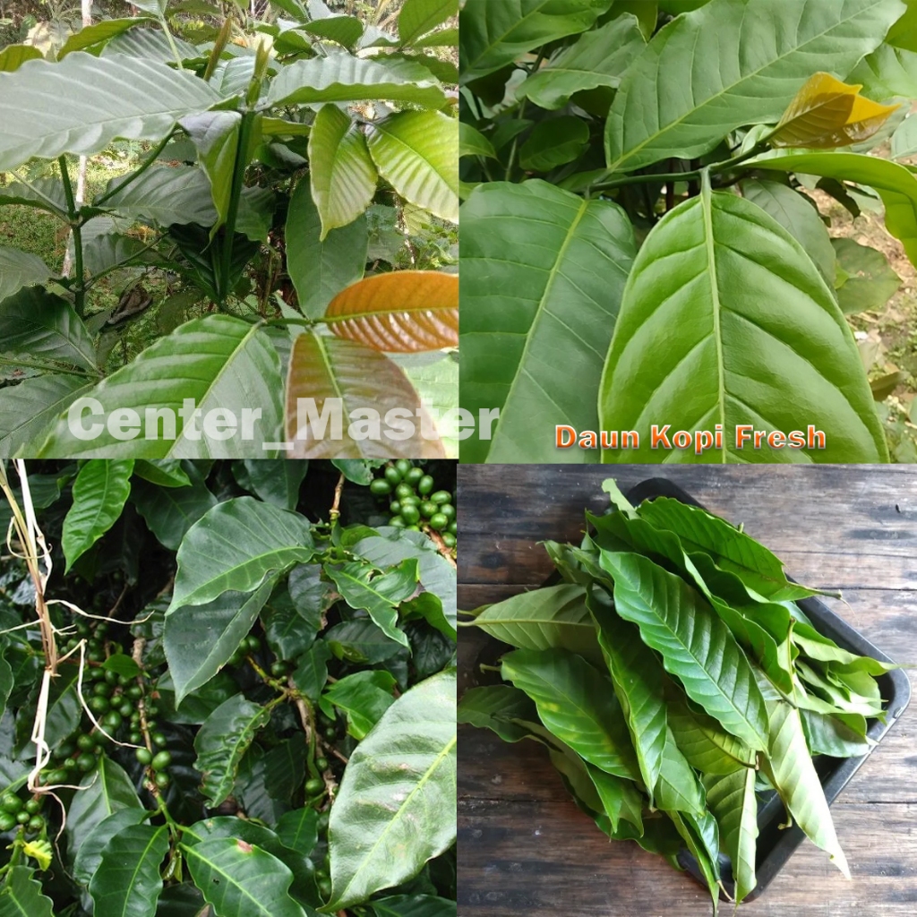 Jual daun kopi segar - daun kopi fresh per lembar baru petik - daun ...