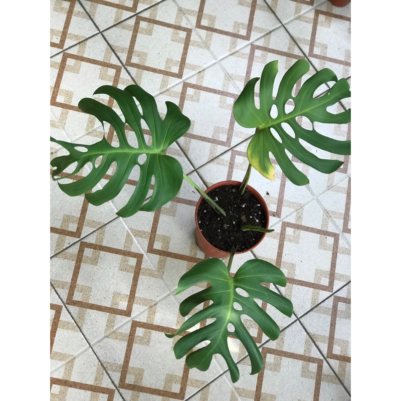 Jual Monstera Brazilian Common Form | Shopee Indonesia