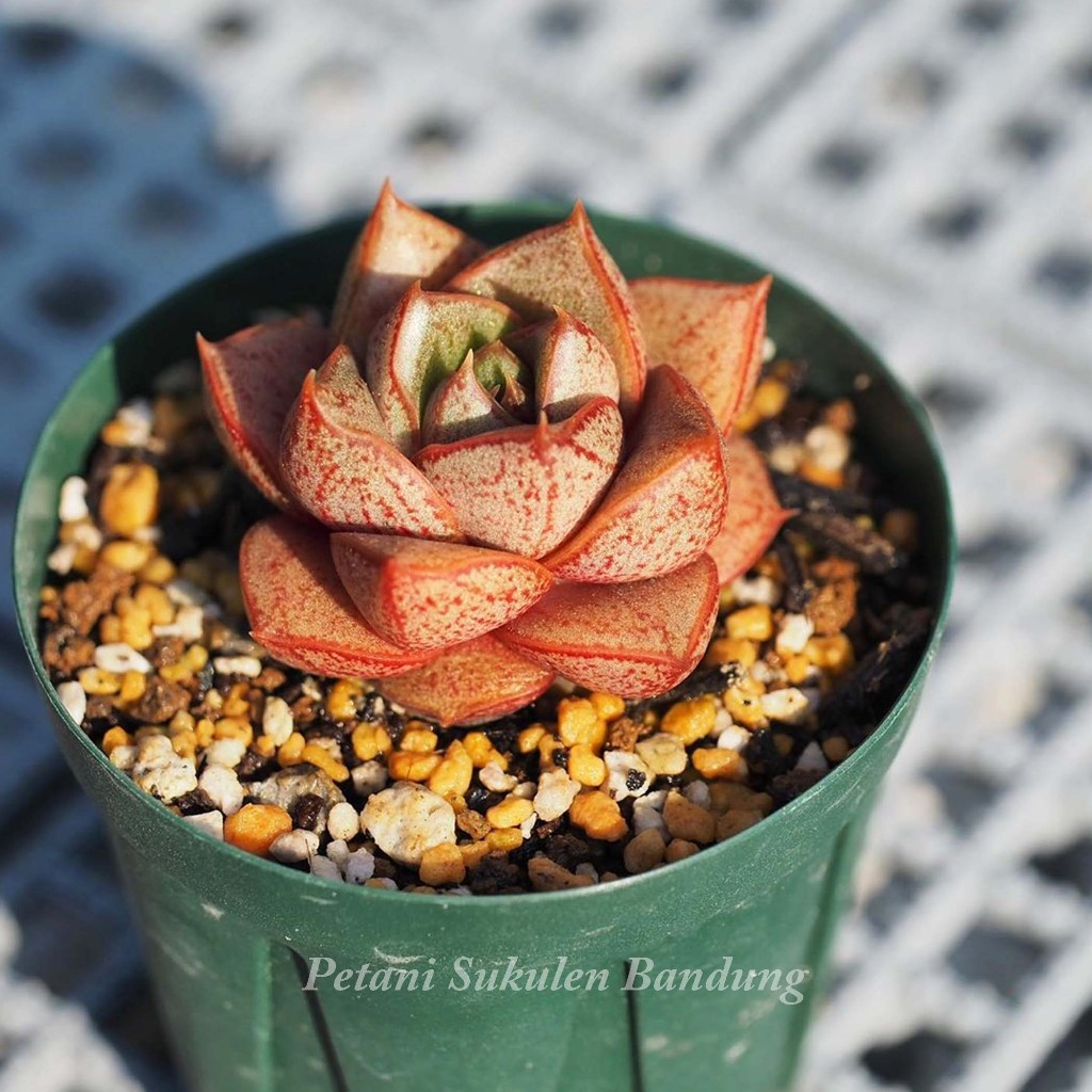 Jual kaktus sukulen echeveria purposorum tanaman hidup mini bukan ...