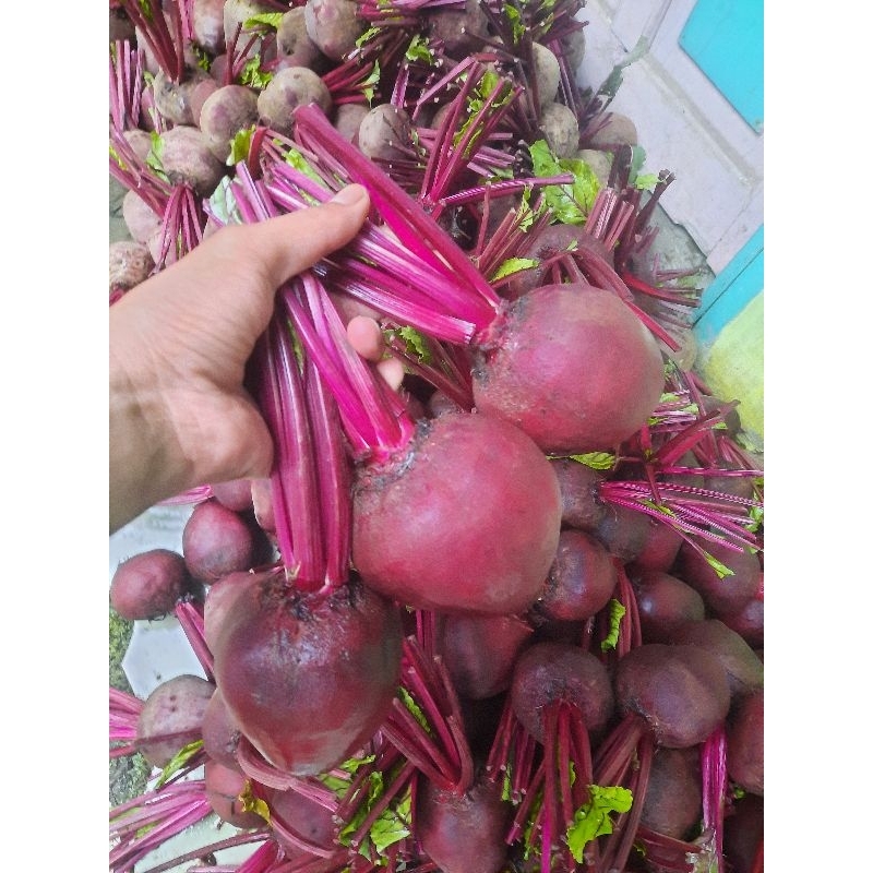 Jual PAKET EKONOMIS buah bit segar 10kg | Shopee Indonesia