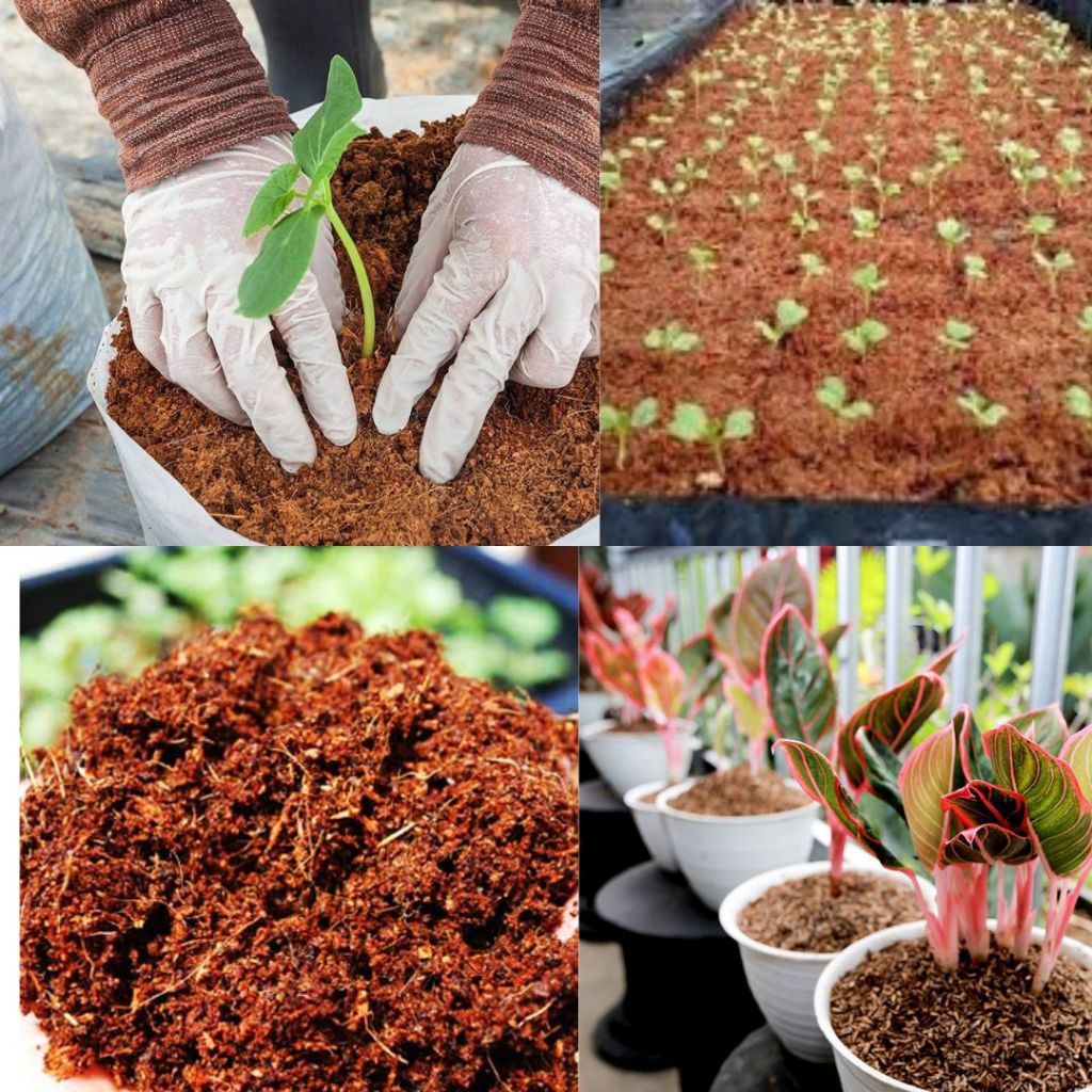 Jual Media Tanam Siap Pakai Cocopeat 1 Liter | Shopee Indonesia