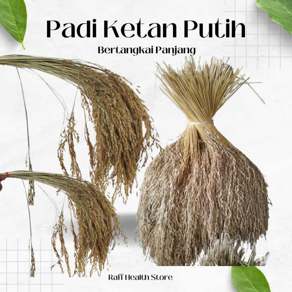 Jual Padi Ketan Putih Bertangkai 1 Ikat Isi 30 Tangkai Jenis Padi Ketan ...