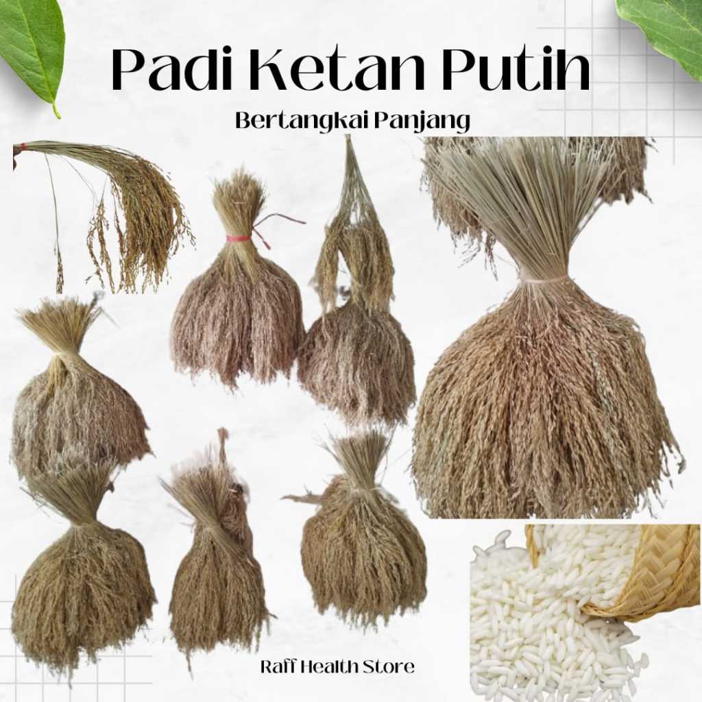 Jual Padi Ketan Putih Bertangkai Panjang 1 Ikat Isi 100 Tangkai Cocok ...