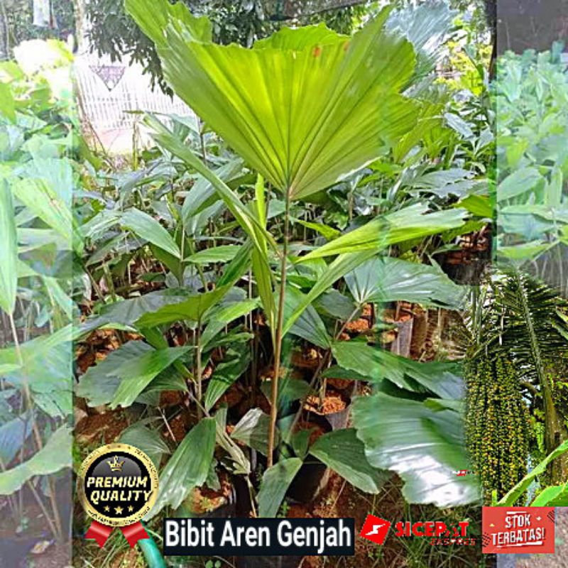 Jual Bibit Pohon Aren Genjah / Benih Pohon Aren Lokal Dan Benih Aren ...