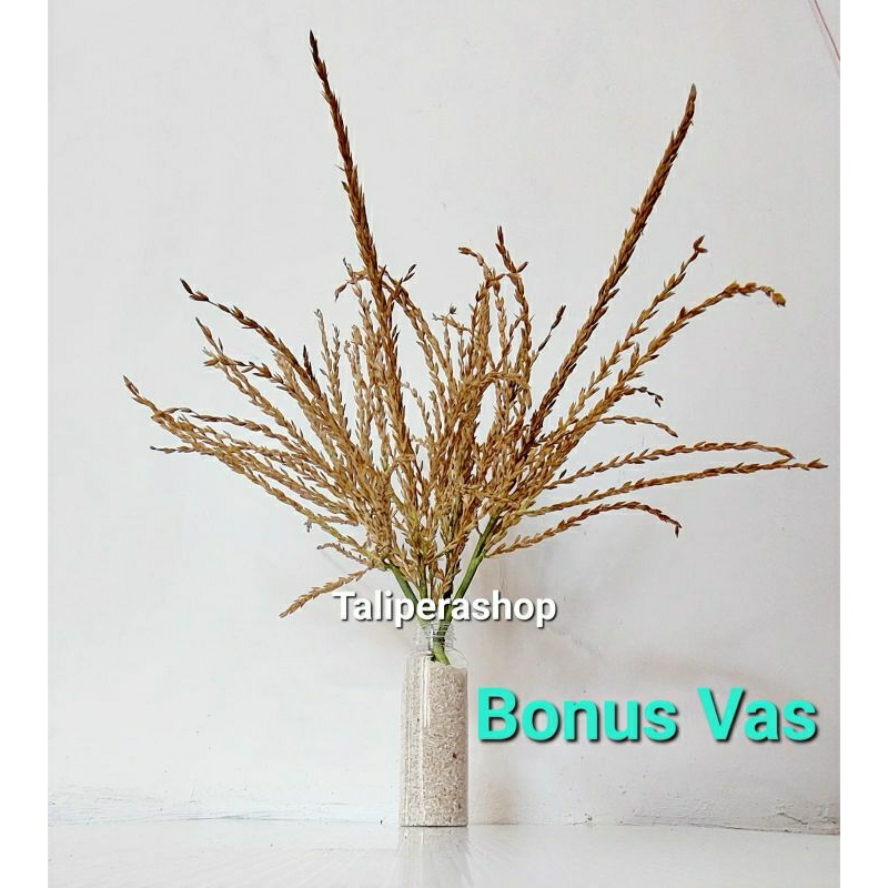 Jual Bunga jagung kering natural 1 ikat + Vas | Shopee Indonesia