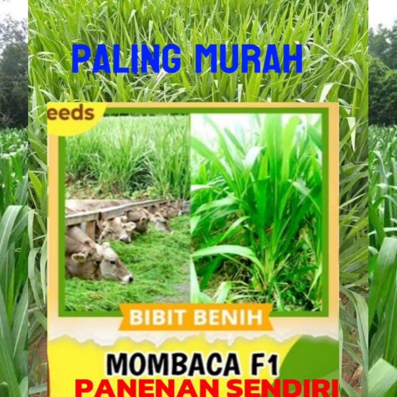 Jual Biji Bibit Benih Rumput Mombaca F1 Super Termurah isi 1000 Lebih ...