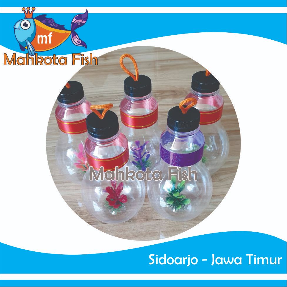 Jual Botol Ikan Hias Cantik | Botol Cupang | Botl Guppy | Botol Neon ...