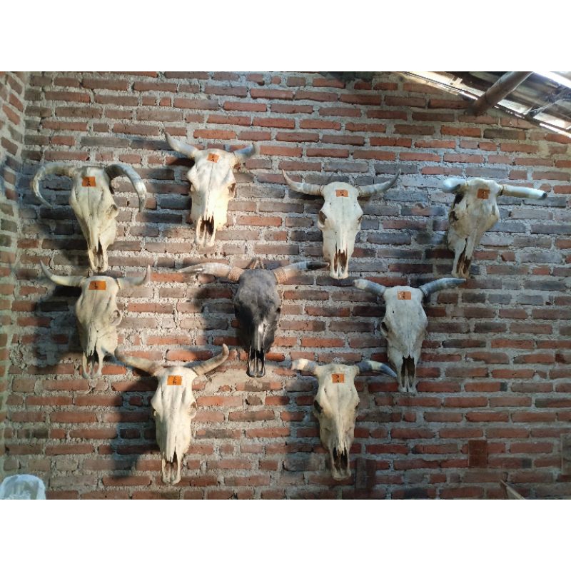 Jual tengkorak kepala dan tanduk sapi asli untuk hiasan dinding ...