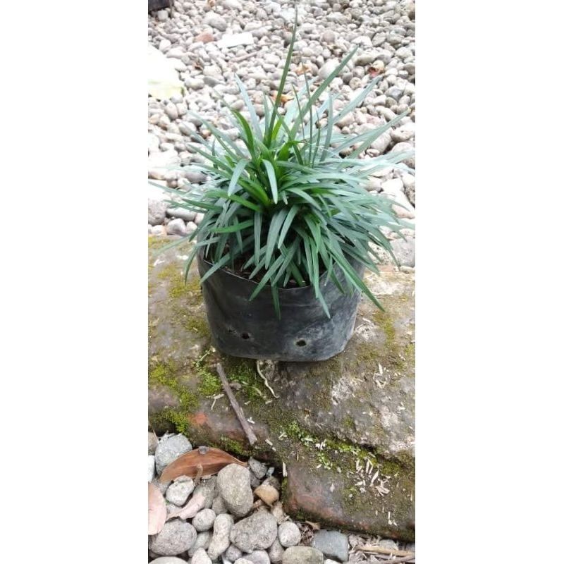 Jual Tanaman hias rumput kucai mini/rumput taman/kucai | Shopee Indonesia