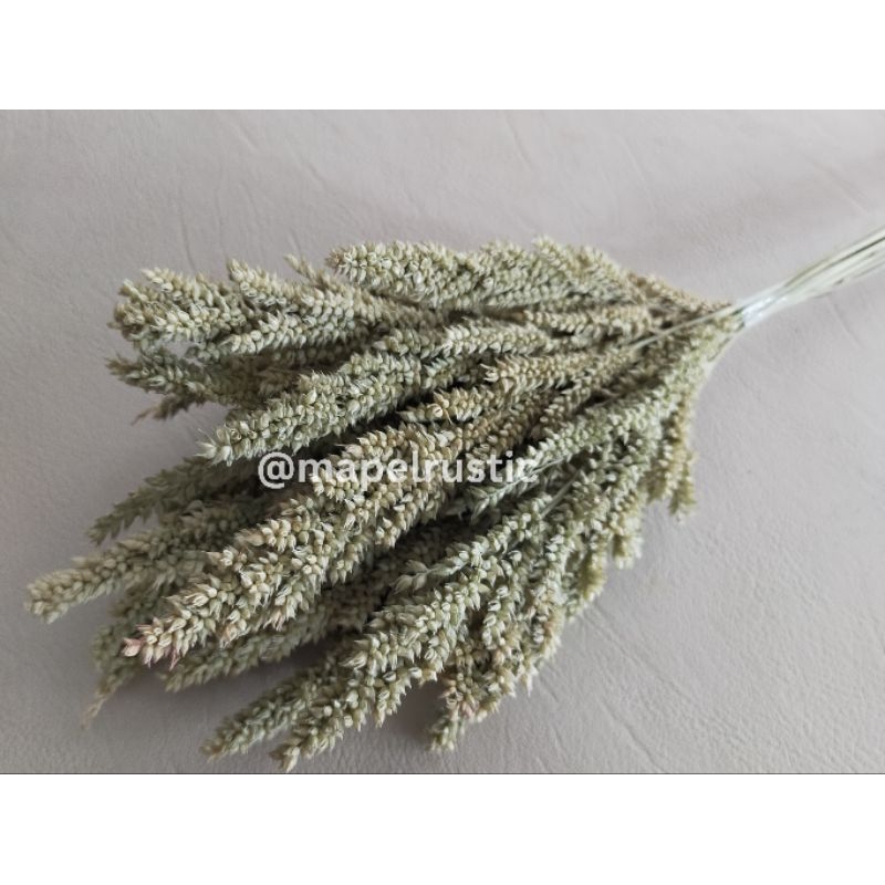 Jual JAJAGOAN | GAGAJAHAN | GULMA JAWAN KERING | CRUSS GALLI | DRIED ...