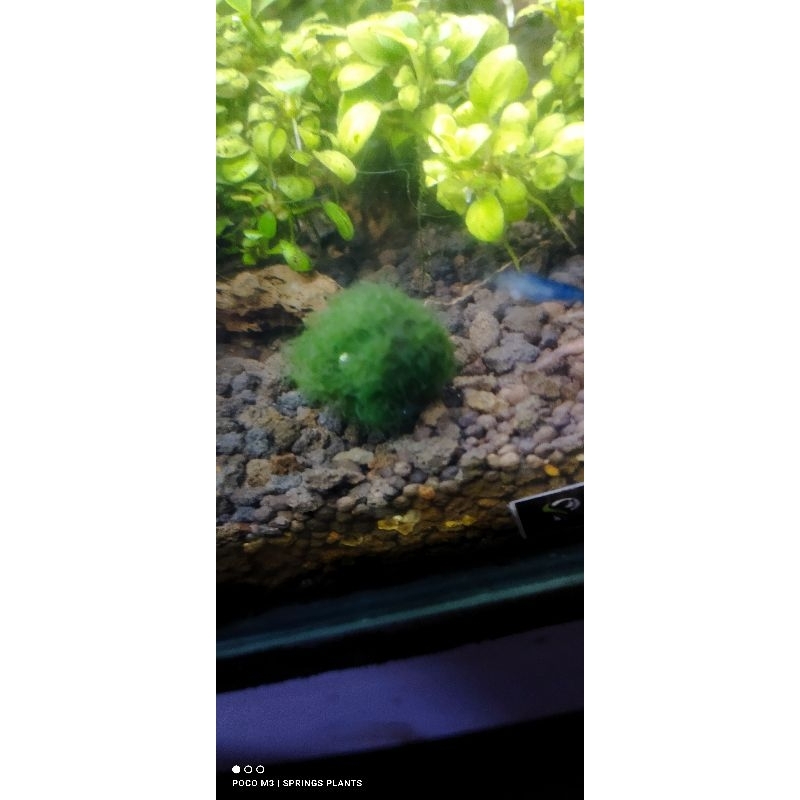 Jual moss marimo ball , lumut ball mos aquascape, original | Shopee Indonesia