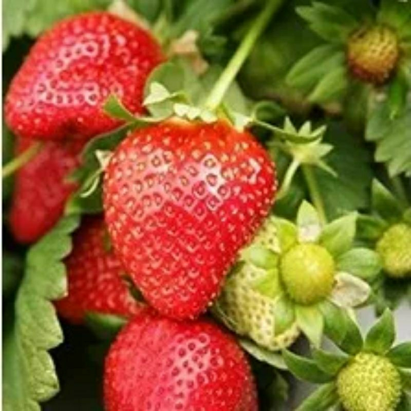 Jual pohon stroberi berbuah ( Tanaman Strawberry ) strawberry plant ...