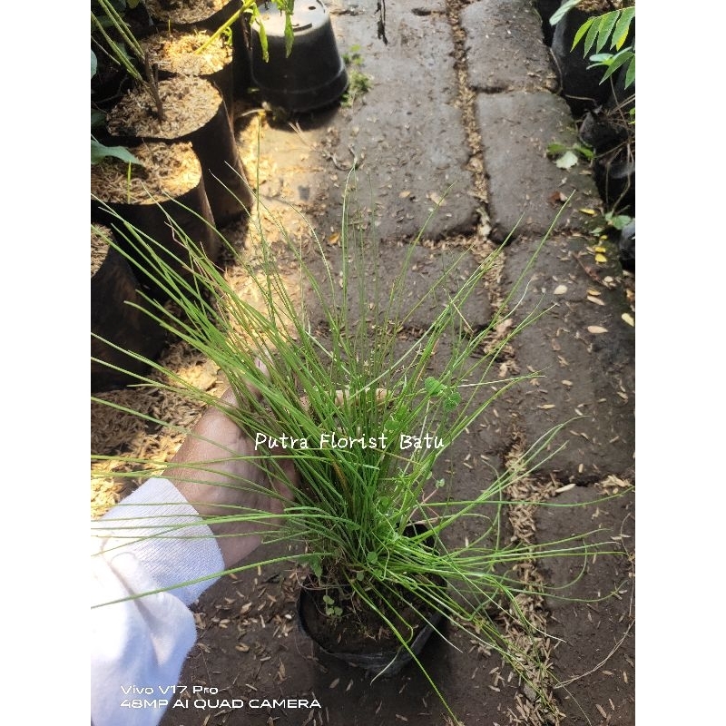 Jual Bibit Tanaman Hidup Lokio Bawang Batak | Shopee Indonesia