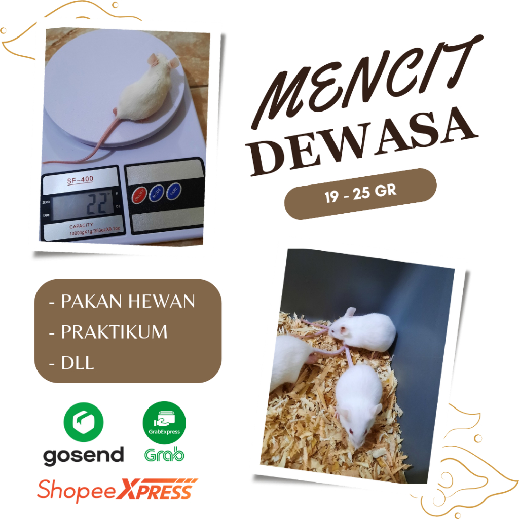 Jual Mencit Tikus Putih Dewasa | Shopee Indonesia