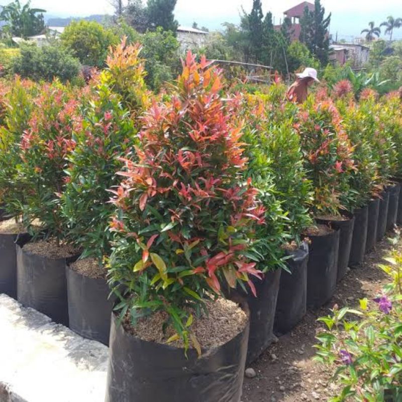 Jual Tanaman Hias Pucuk Merah 2meter / Pohon Pucuk merah / Bunga Hidup ...