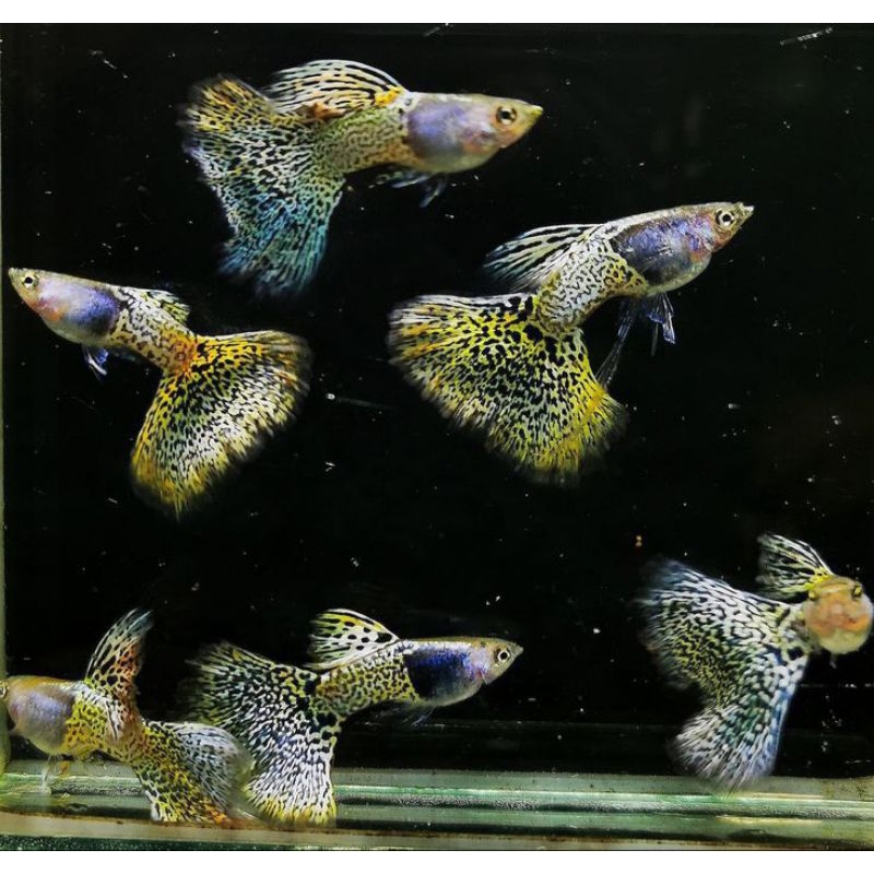 Jual ikan hias guppy MSSYL metal snake skin yellow lace ikan lucu bercorak bagus warna cerah dan ...