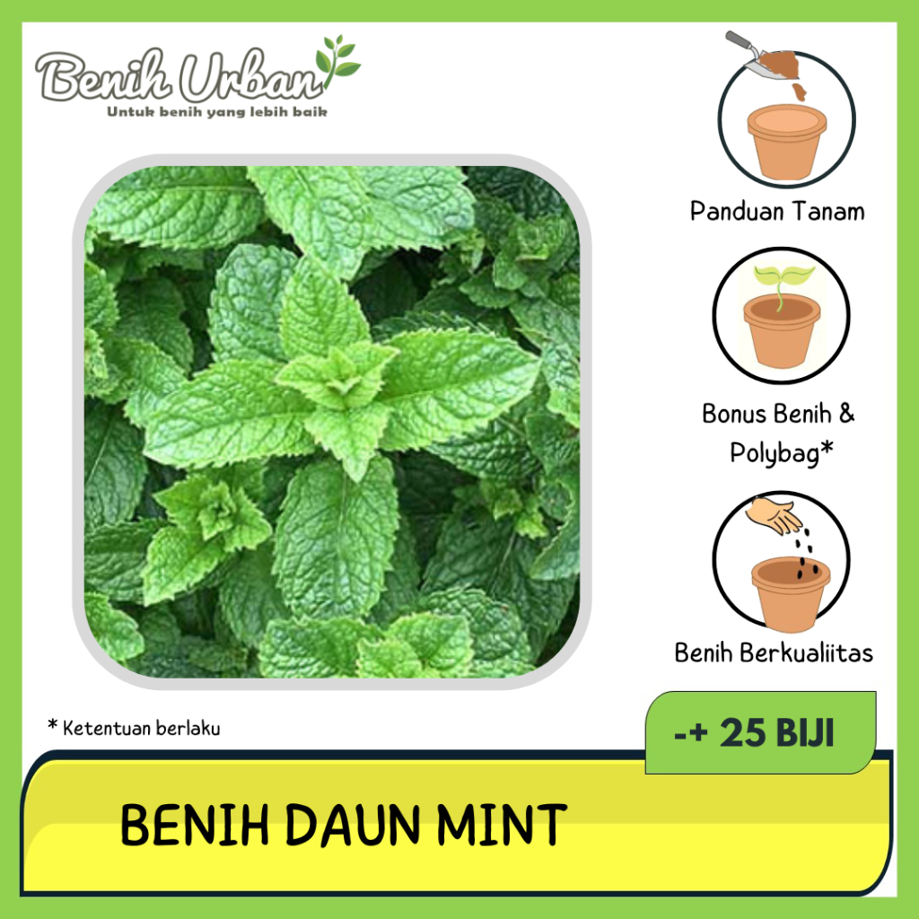 Jual 25 Biji Benih Bibit Daun Mint (Original Mint Seeds, High Quality ...