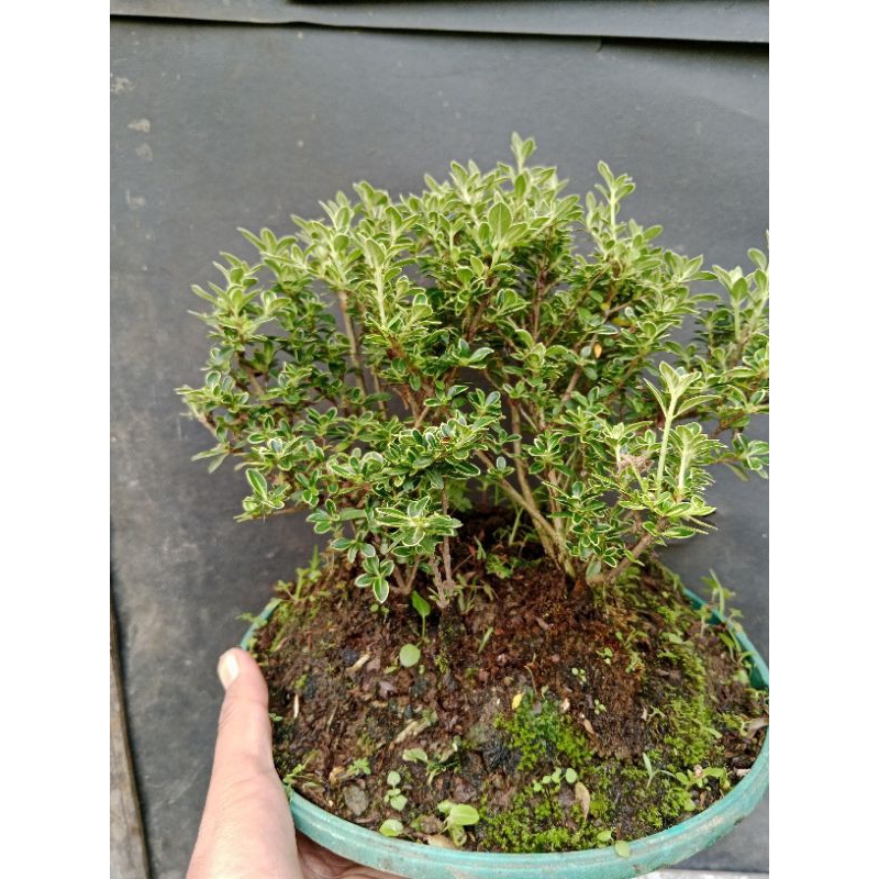 Jual bonsai mirten daun varigat | Shopee Indonesia