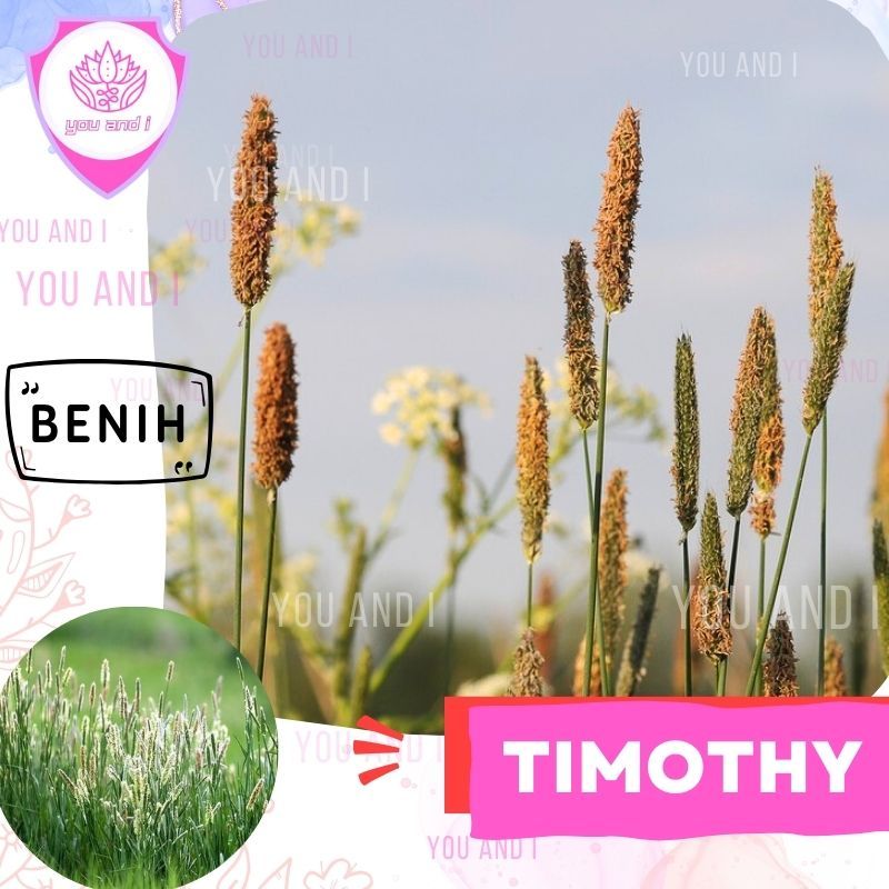 Jual Benih Rumput TIMOTHY [isi-11] - Biji Tanaman Timoti | Shopee Indonesia