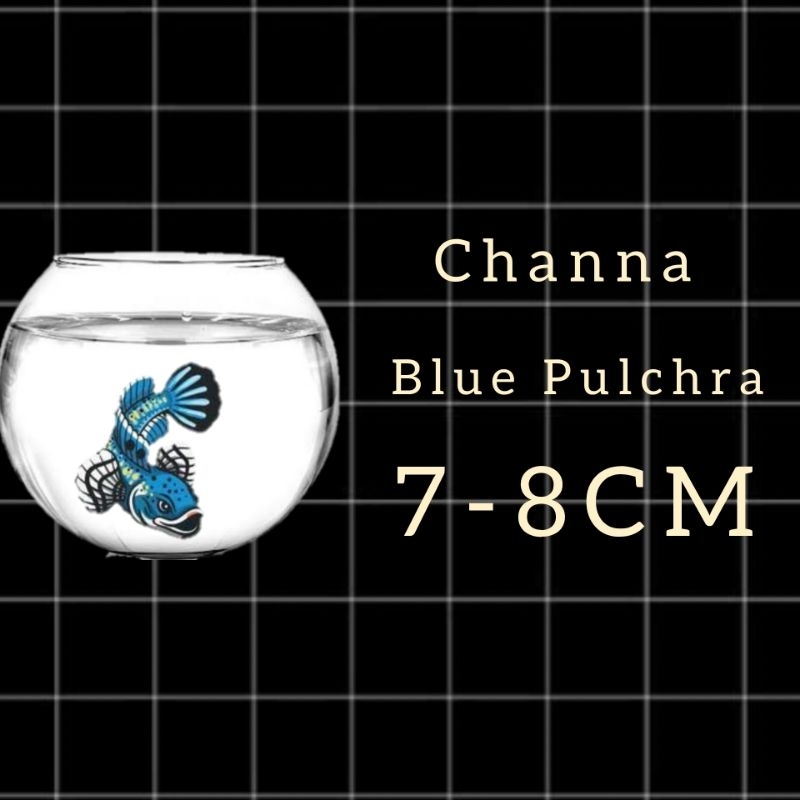Jual Sticker Channa Blue Pulchra 7-8CM | Shopee Indonesia