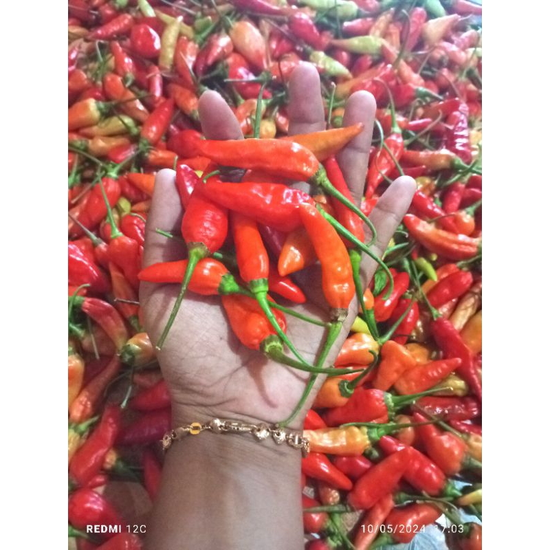 Jual CABE RAWIT ORI PEDAS ASLI 1KG// CABE SETAN | Shopee Indonesia