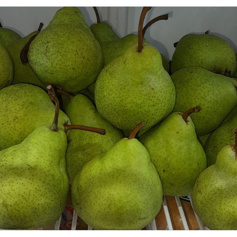 Jual Pear Packham 1 kg | Shopee Indonesia