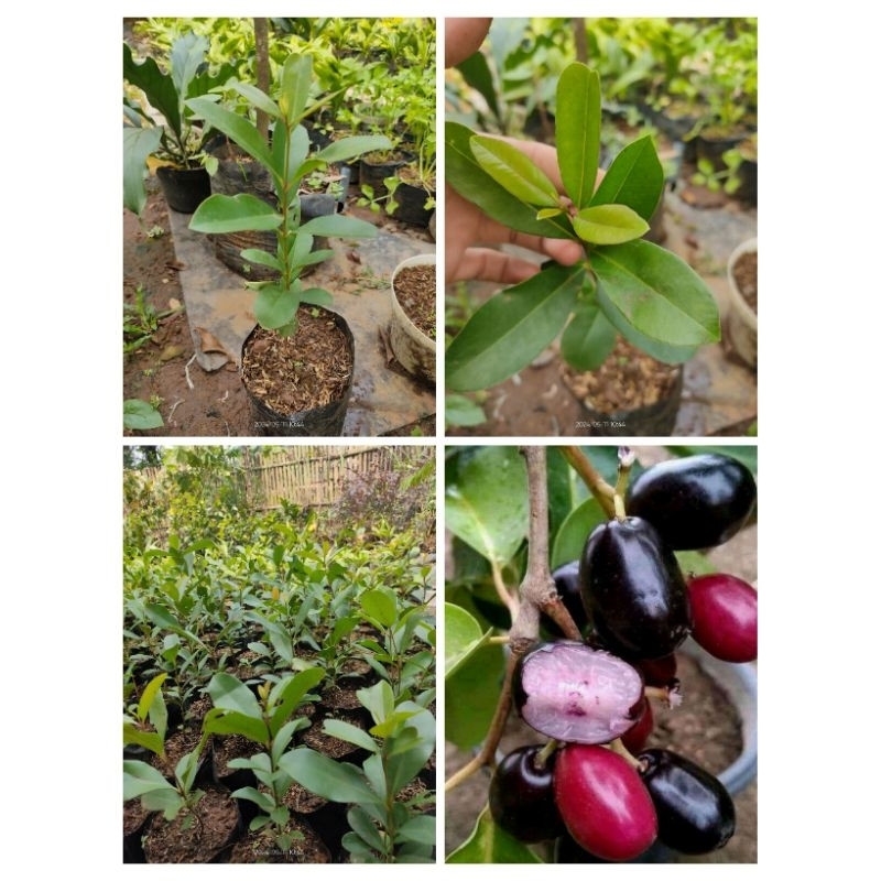 Jual Bibit Jamblang Hitam Pohon Jamblang - Tanaman Buah Jamblang Java ...