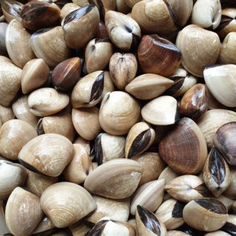 Jual KERANG PUTIH / KERANG TAHU HIDUP 1KG | Shopee Indonesia