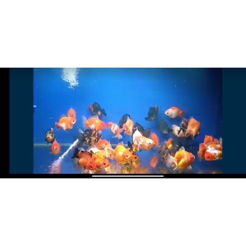 Jual Koleksi Koki Gold Fish 5/8 Cm | Shopee Indonesia