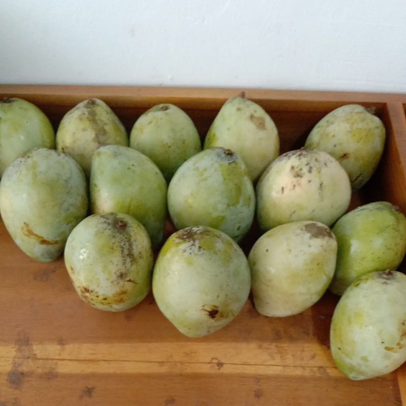 Jual Mangga Indramayu | Shopee Indonesia