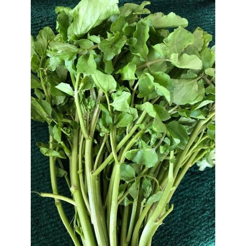 Jual slada air 500grm | Shopee Indonesia