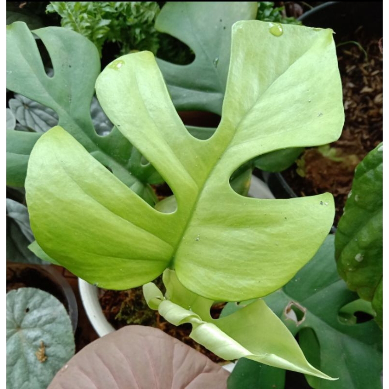 Jual monstera tetrasperma / monstera mini / rhaphidophora tetrasperma ...