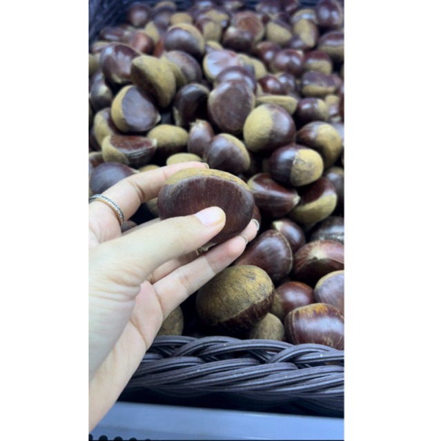 Jual CHESTNUT(KACANG KASTANYE) | Shopee Indonesia