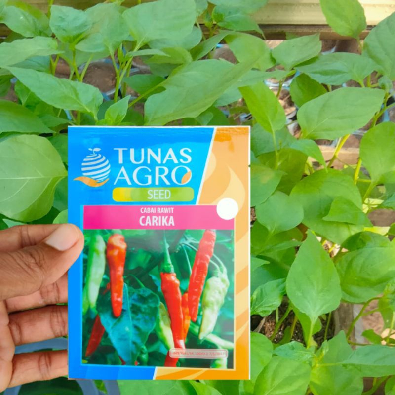 Jual BENIH CABE RAWIT UNGGUL CARIKA ORIGINAL KEMASAN REPACK | Shopee ...